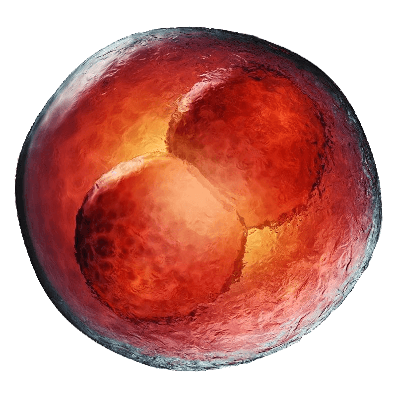 Cryopreserved Mouse Embryos for Research and QC – IVF Store