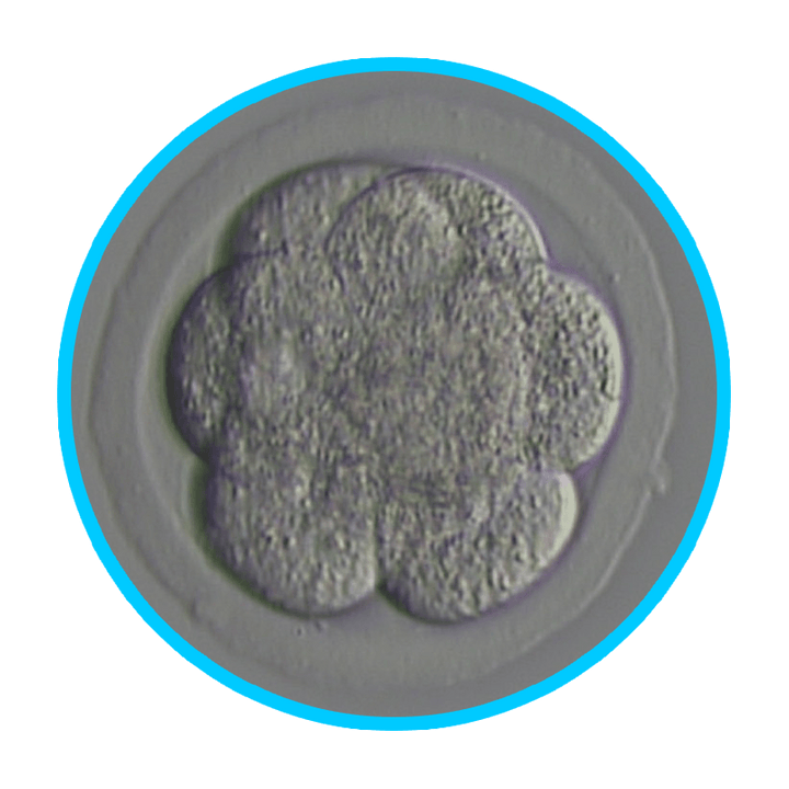 Cryopreserved Mouse Embryos for Research and QC – IVF Store