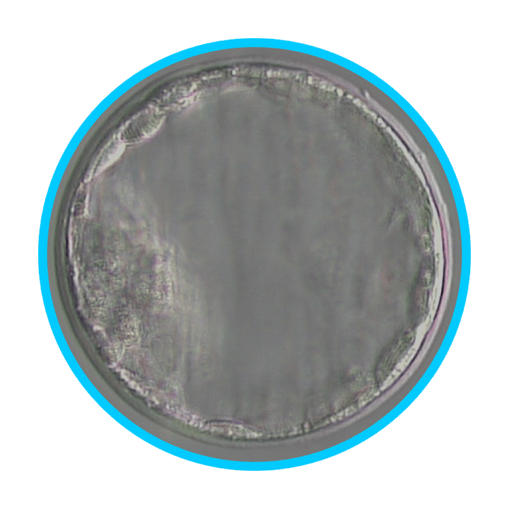 Cryopreserved Mouse Embryos for Research and QC – IVF Store